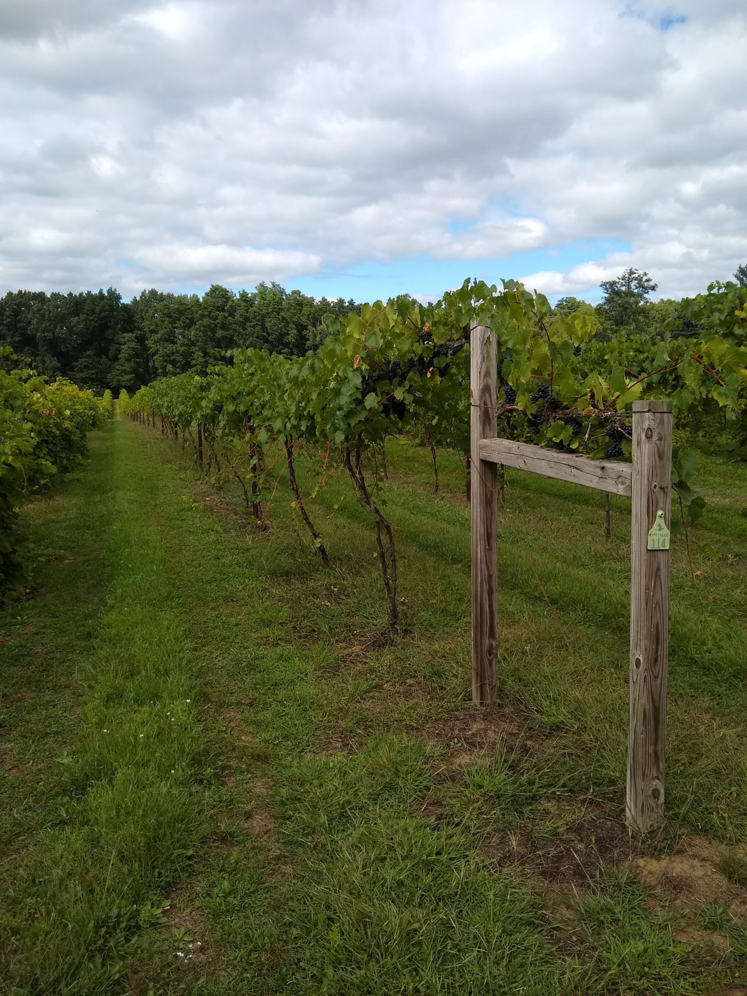 Photos - Flying Otter Vineyard & Winery